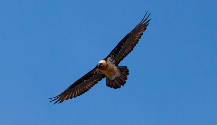Birds of Everest Base Camp Trek | HoneyGuide