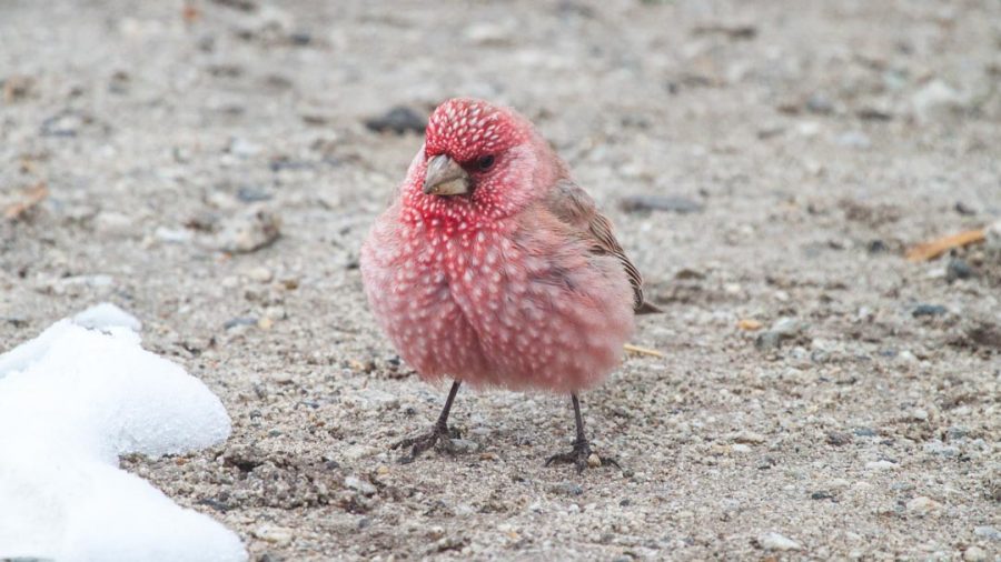 Birds of Everest Base Camp Trek | HoneyGuide