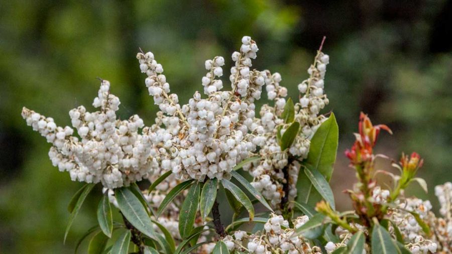 Rhododendrons and Other Flora of Mount Everest Region | HoneyGuide